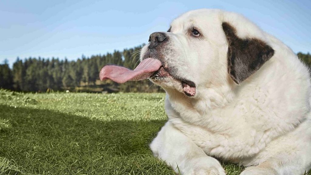 Mochi the dog with the super long record breaking tongue. - BBC Newsround
