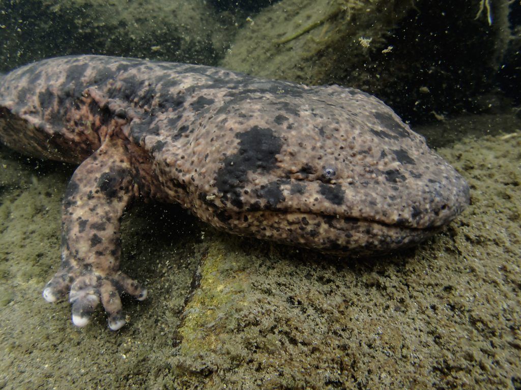 London zoo welcomes world’s largest amphibian - BBC Newsround