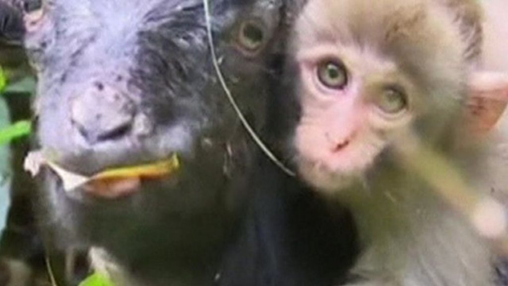 Goat gives monkey piggyback! - BBC Newsround