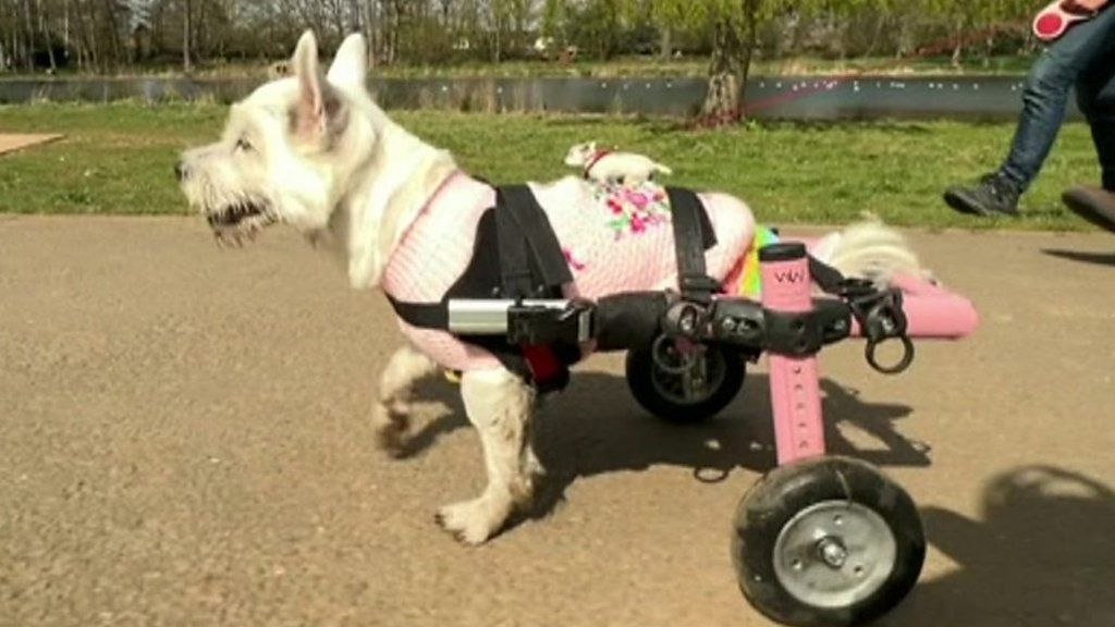 Disabled dogs: Special walk to raise awareness and to let them have fun ...