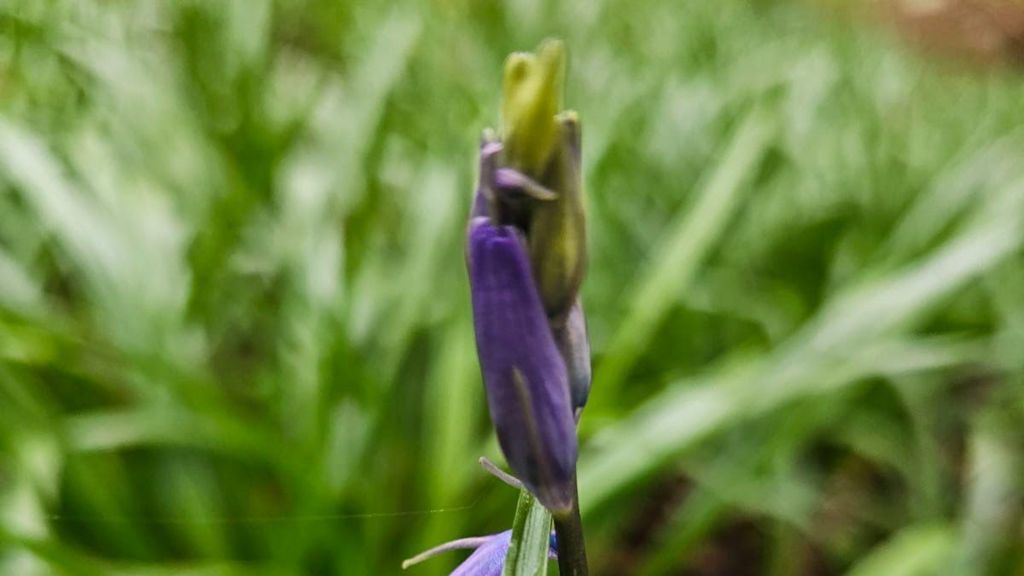 Rolvenden: Bluebells could bloom earlier due to mild weather - BBC News