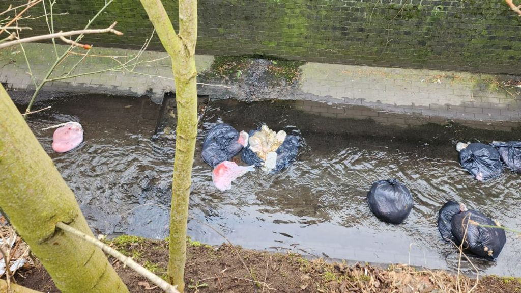 Dead sheep found dumped in Birmingham brook - BBC News