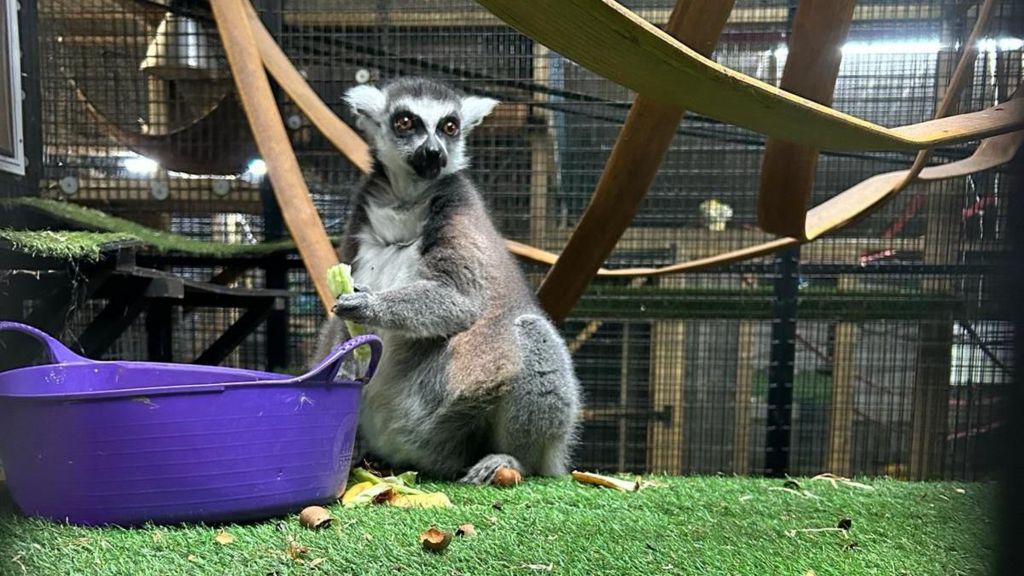 The Herefordshire woman saving wild animals from danger in UK homes - BBC News