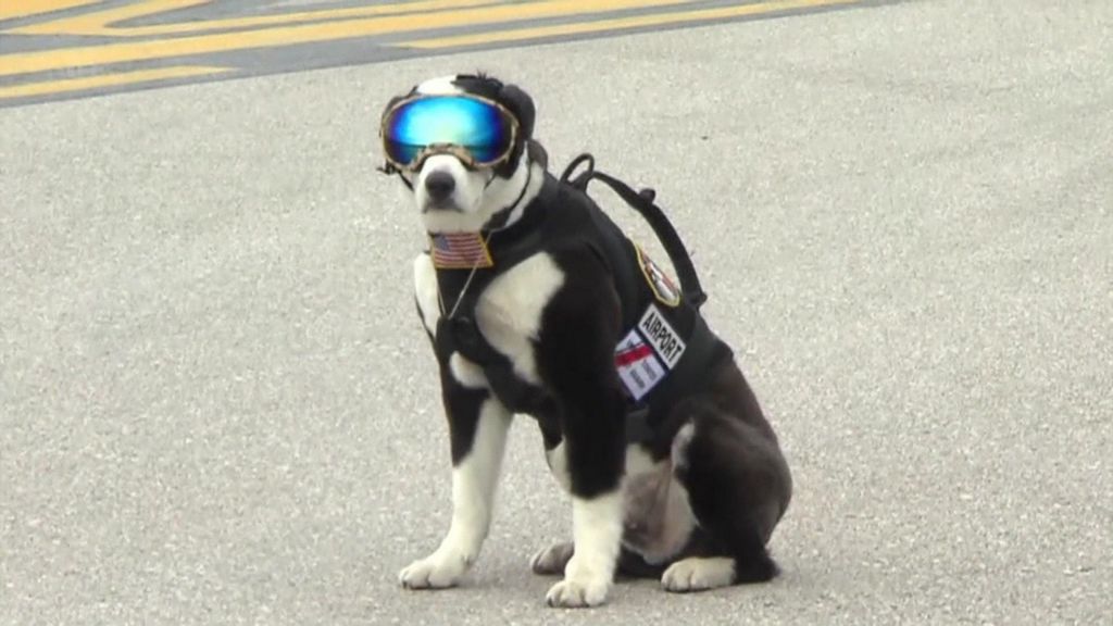 Meet Piper, the dog who works at an airport - BBC Newsround