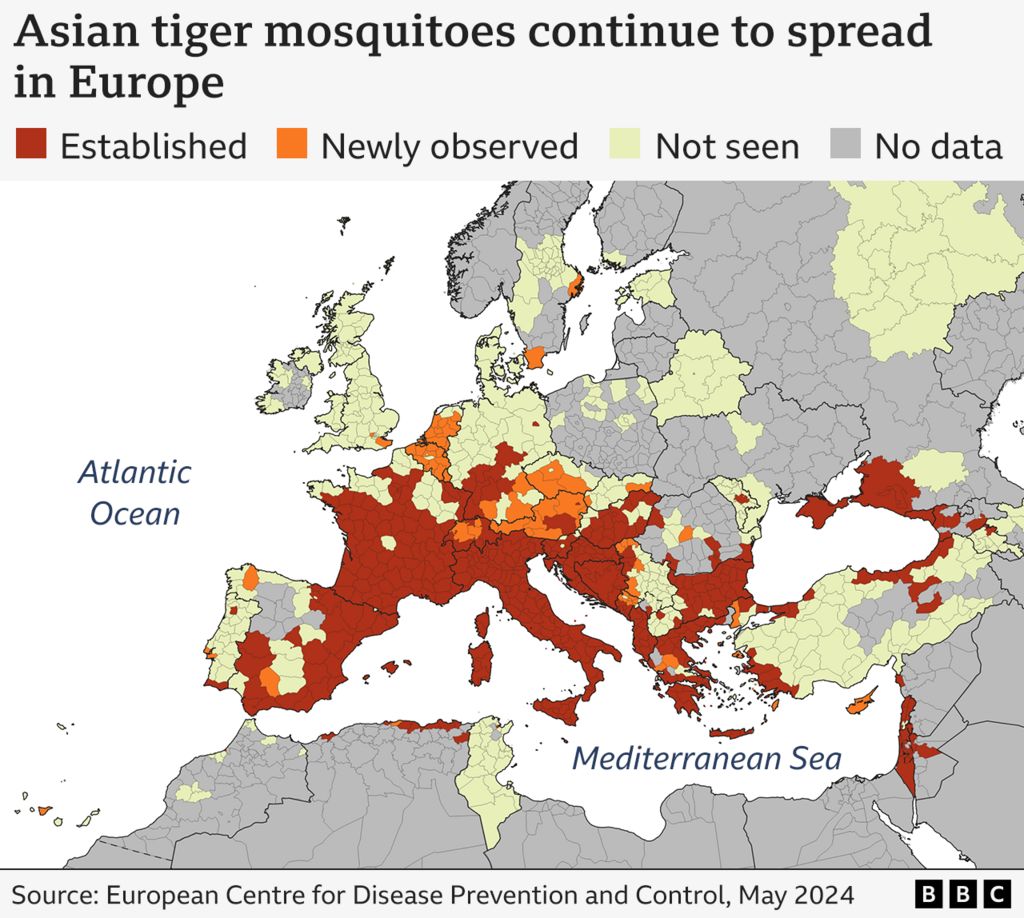 Spread of tiger mosquito behind rise of dengue fever in Europe - BBC News