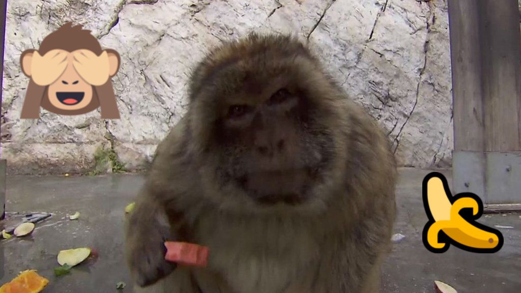 The row between monkeys and humans - BBC Newsround