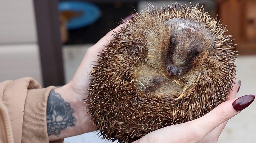 Durham University joins Britain's most robust hedgehog survey - BBC News