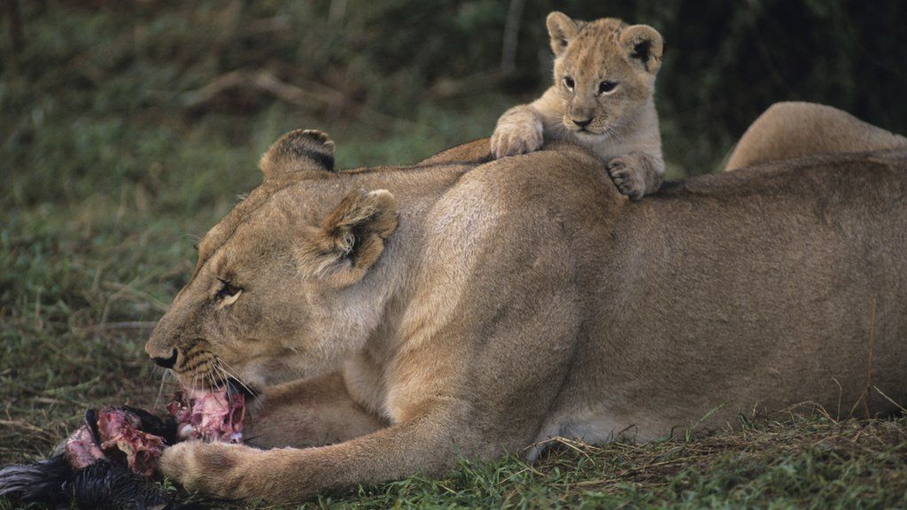World Lion Day: Top 5 facts about the King of the Jungle - BBC Newsround