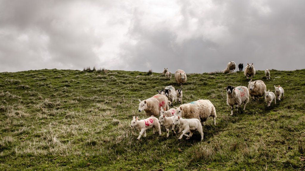 Upper Teesdale hill farm photographed for outdoor exhibition - BBC News