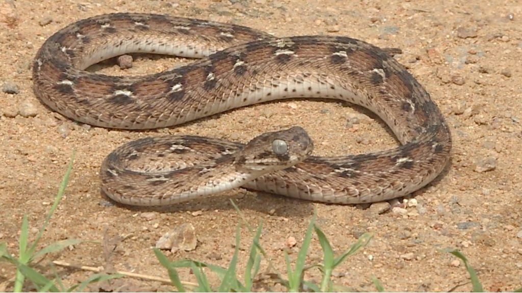 Face to face with DR Congo's deadly vipers - BBC News