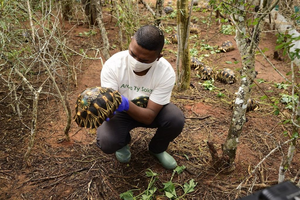 Critically-endangered tortoises released in Madagascar - BBC Newsround