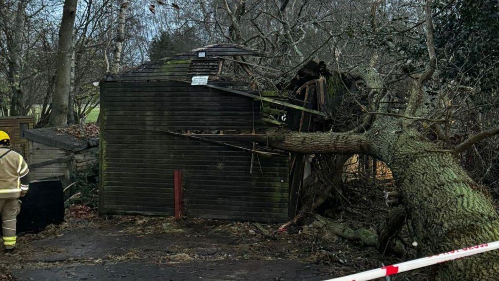 Horses rescued after stable crushed by falling tree in Liphook - BBC News
