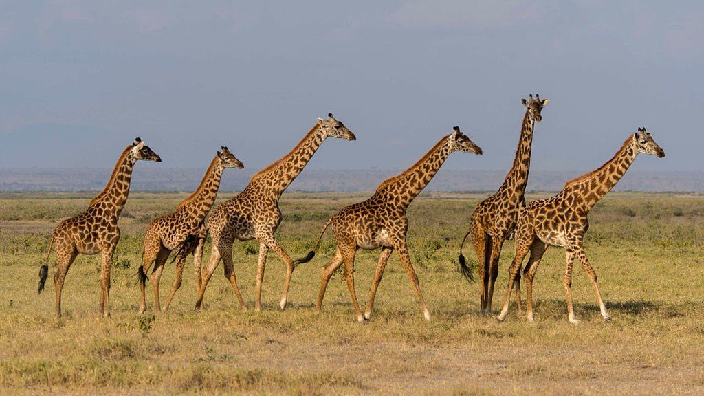 World Giraffe Day: Seven top facts about the world's tallest animal ...