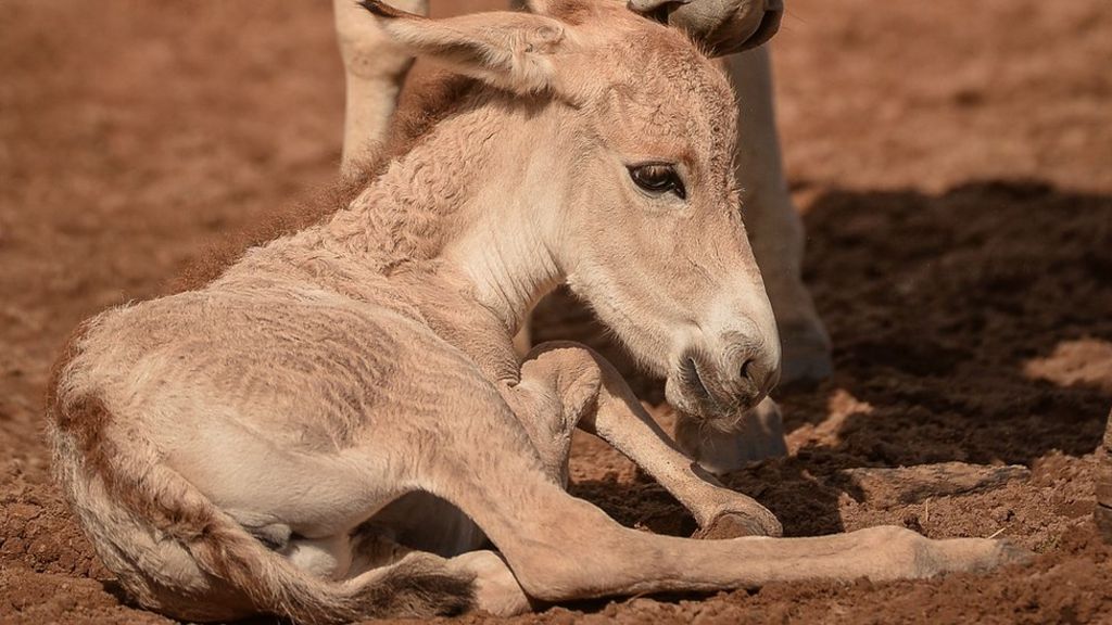 Rare onager foals born within hours of each other at Chester Zoo - BBC ...