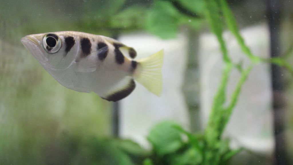 Spitting fish trained to recognise humans - BBC Newsround