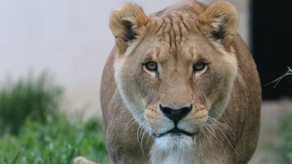 Rescued circus lions reach new home in South Africa - BBC Newsround