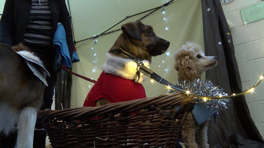 Christmas: Dogs perform Welsh chapel's nativity play - BBC News
