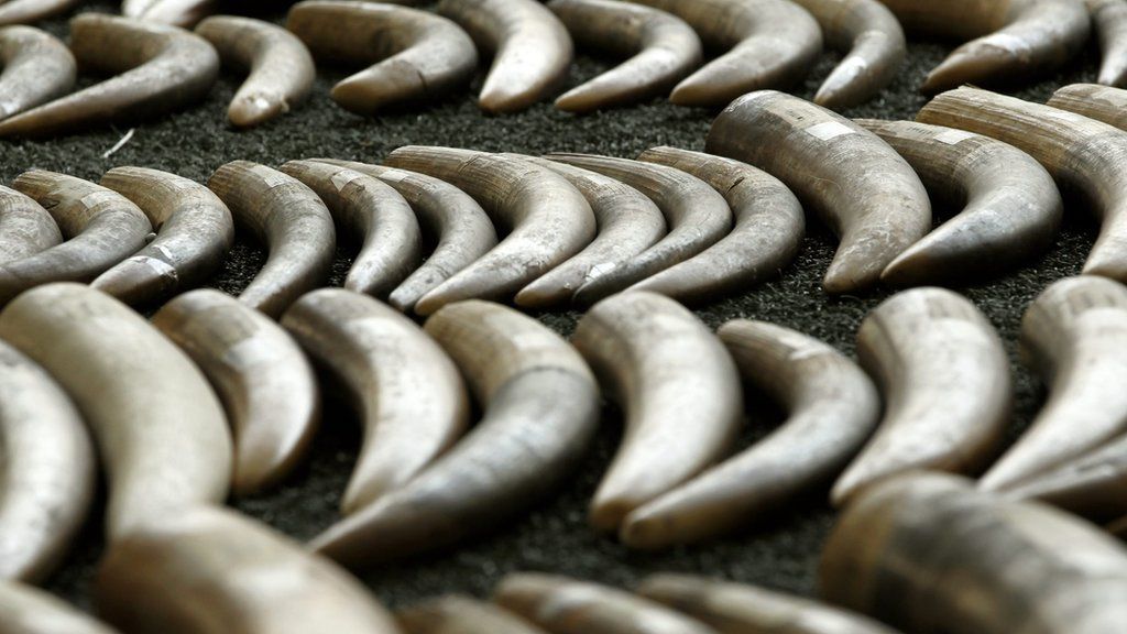 Scientists develop idea to trace fingerprints on ivory - BBC Newsround
