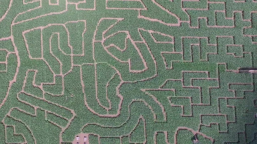 11 amazing mazes: Lion King, Doctor Who and more - BBC Newsround