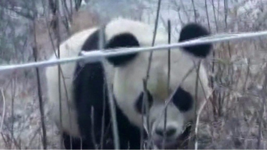 Wild Giant Panda takes a stroll - BBC Newsround