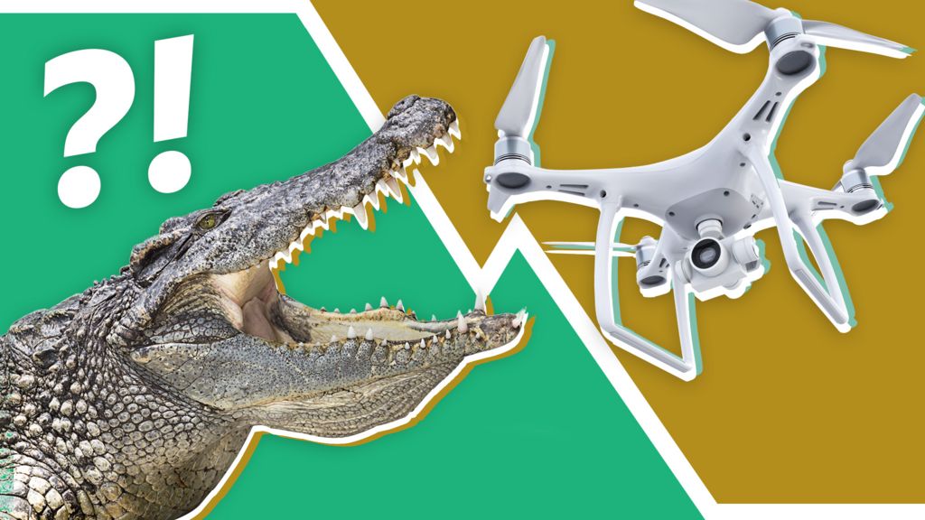 What happens when a crocodile takes on a drone? - BBC Newsround