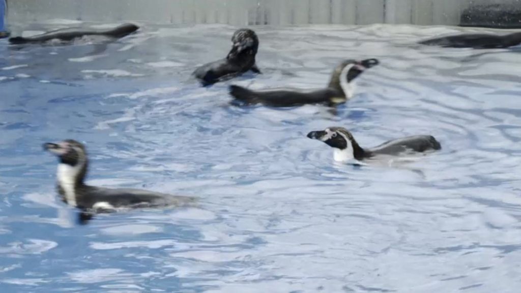 New baby penguin surprises keepers in Chessington - BBC Newsround
