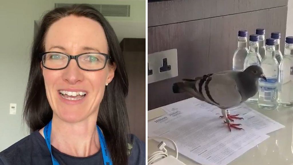 Cricket: A pigeon flies into BBC cricket commentator Alison Mitchell's ...