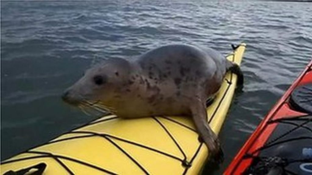 Cheeky seal surprises kayakers by hitching a ride - BBC Newsround