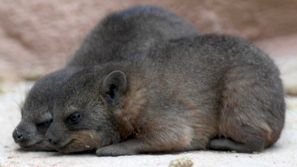 Baby hyrax pups born at Chester Zoo - BBC Newsround
