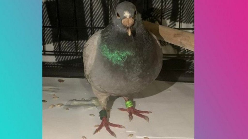 The pigeon who flew to America! - BBC Newsround