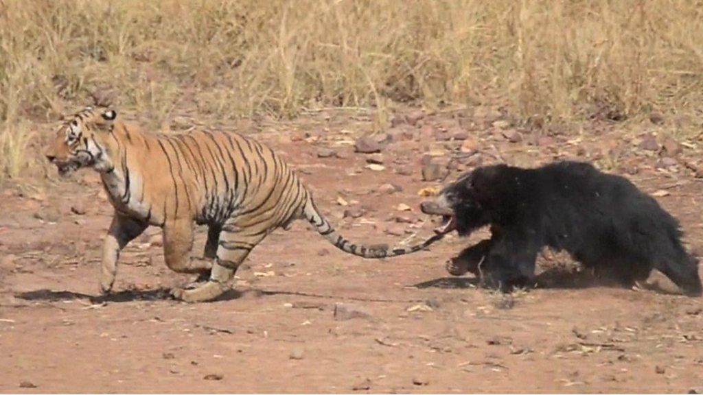 Mother bear chases off tiger! - BBC Newsround