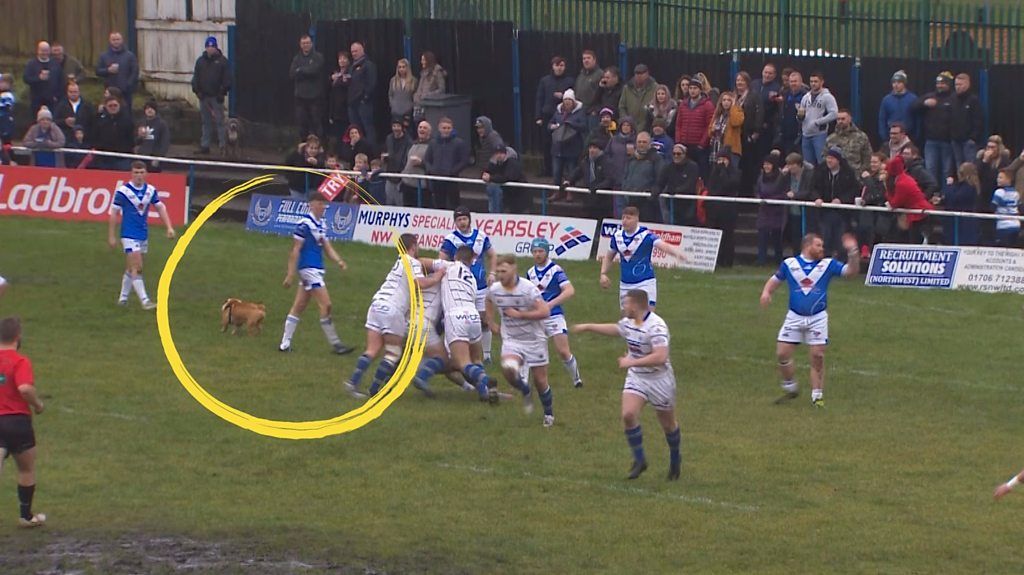 Who doesn't love a dog on the pitch? Buster steals the show in ...