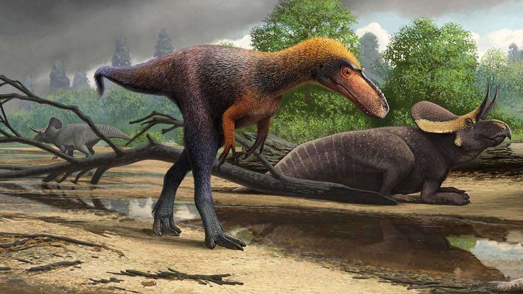 New tiny T. rex species discovered - BBC Newsround