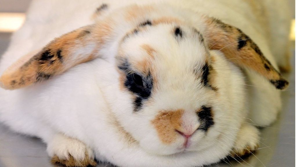 Fat pets go to Fit Club to slim down - BBC Newsround