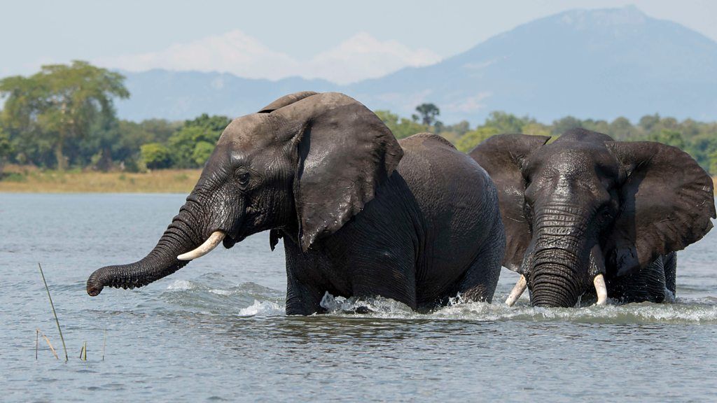 Meet the British soldiers helping to save elephants and rhinos in ...