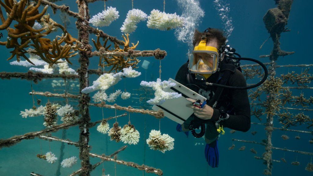 Coral Bleaching: What is it, how does it happen and how bad is it ...