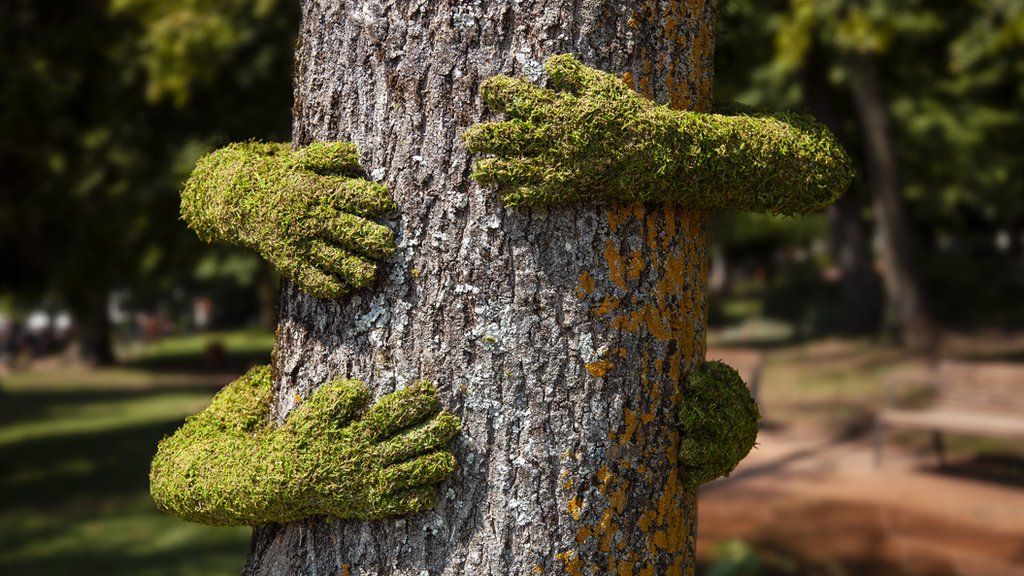 Hugs and bugs cover trees on new Forest of Dean sculpture trail - BBC News