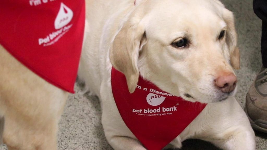 The brave dogs donating blood - BBC Newsround