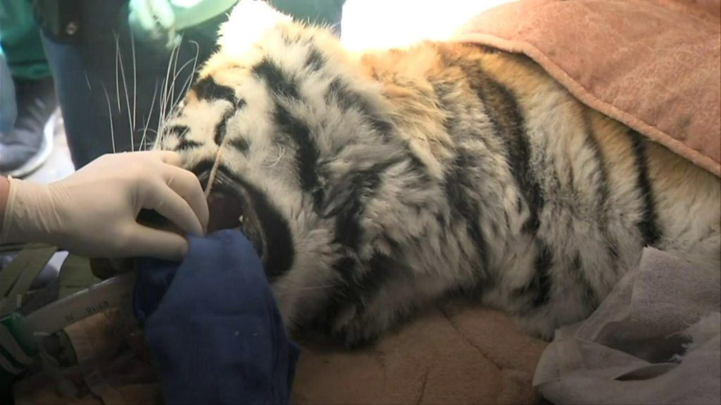 'World first' as Cambridge vet saves tiger's eye - BBC News