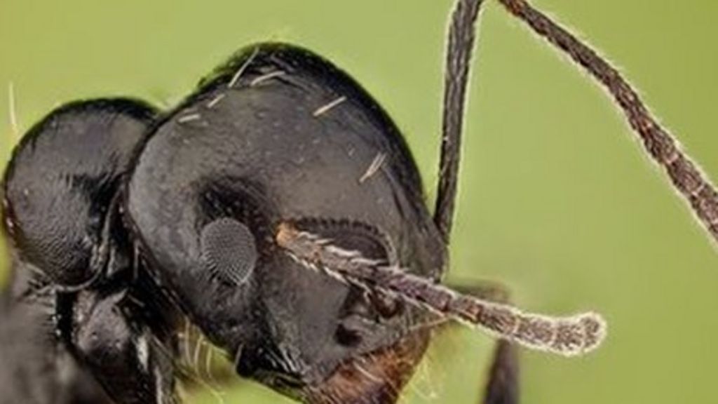 How do ants clean themselves? - BBC Newsround