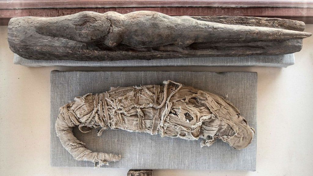 Ultra rare lion mummies found in Egypt - BBC Newsround