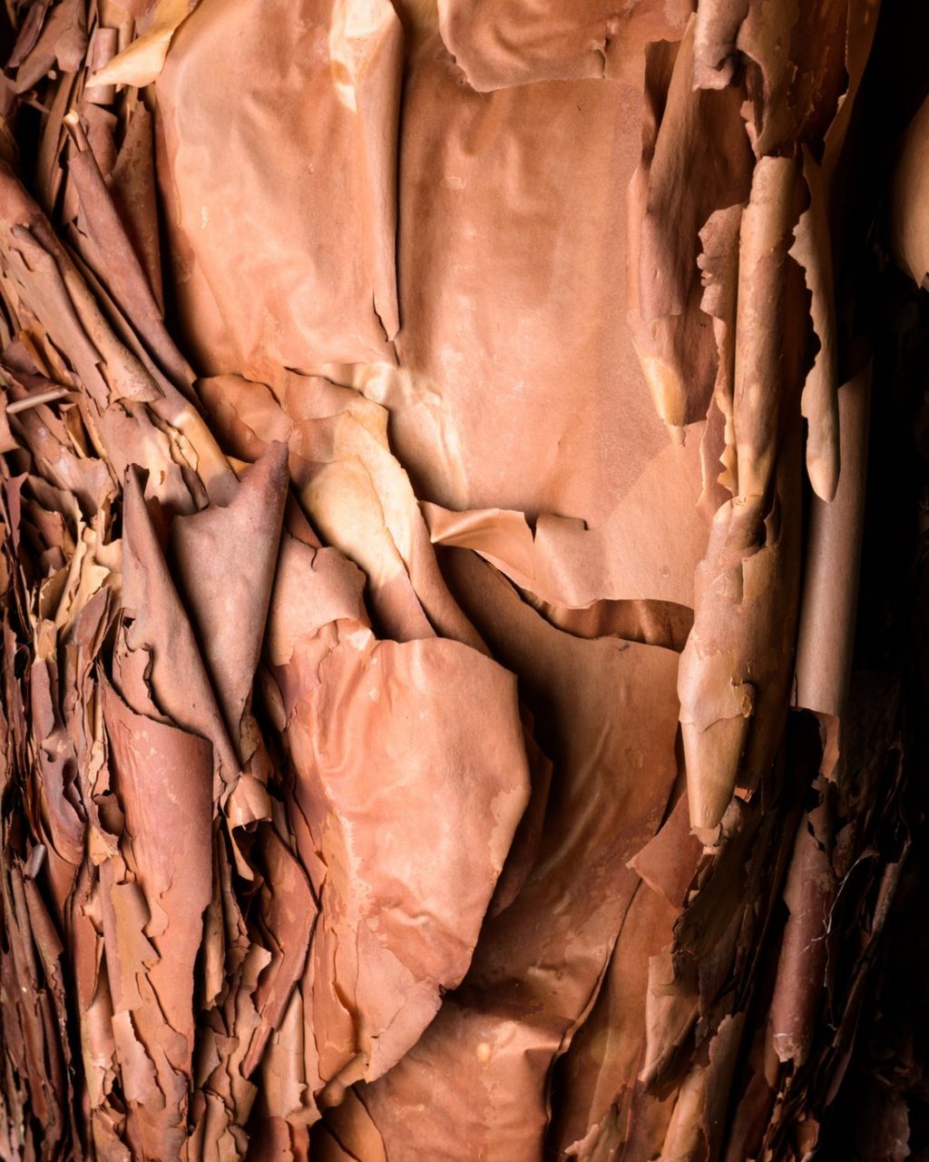 Scotland's tree of the year contenders revealed - BBC News