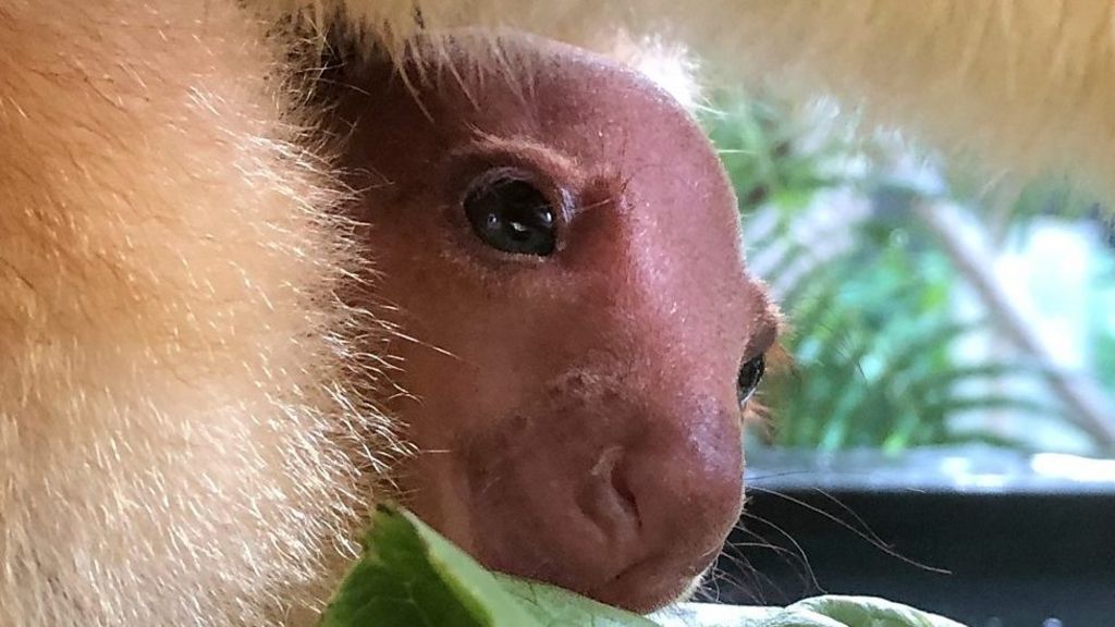 Baby tree kangaroo takes first hops out of mother's pouch - BBC Newsround