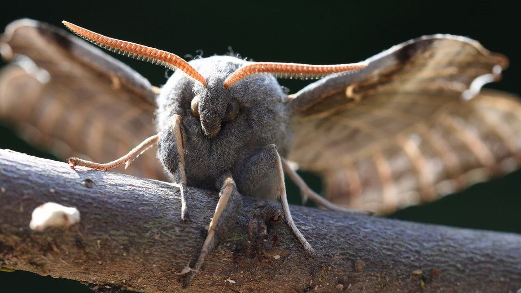 Beastie joys: Photographer's love of Scottish bug life - BBC News