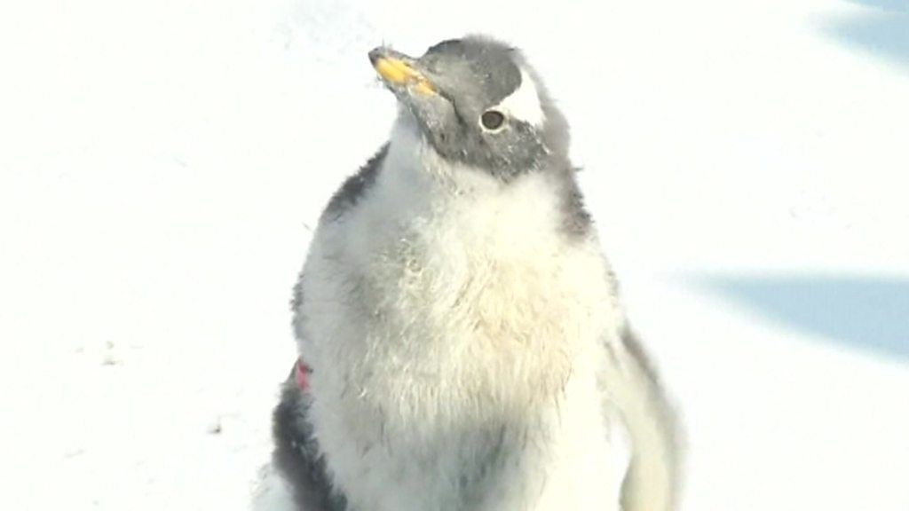 Baby penguins meet their public - BBC Newsround