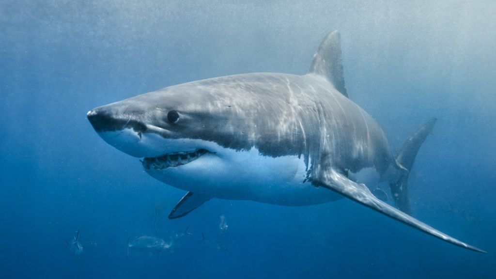 The Big Question: How do sharks sleep? - BBC Newsround