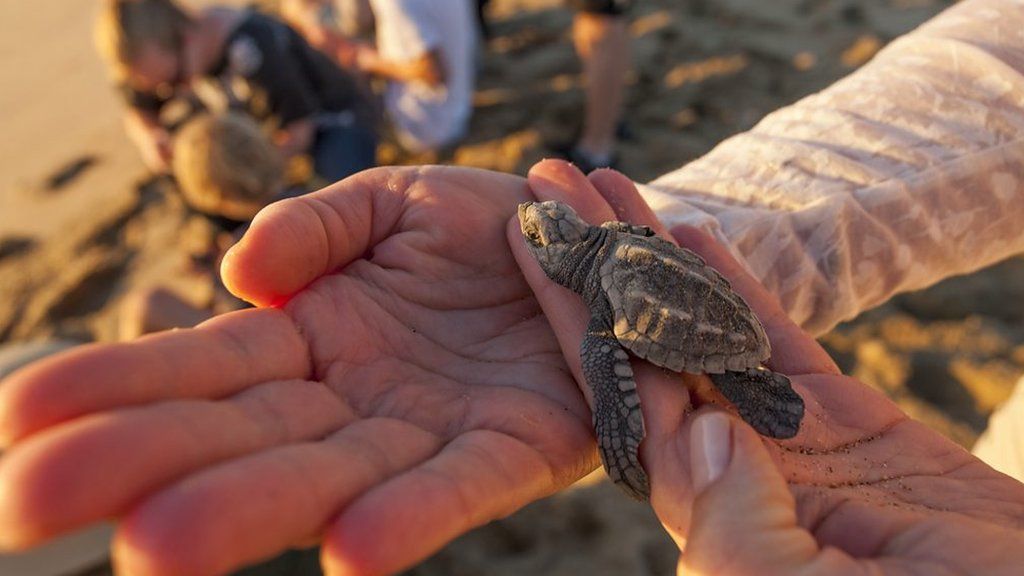 Conservation: Watch these baby turtles get their first taste of the sea ...