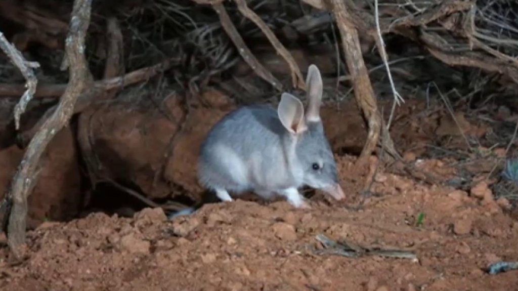 Bilbies are 'thriving' in the wild in Australia again - BBC Newsround