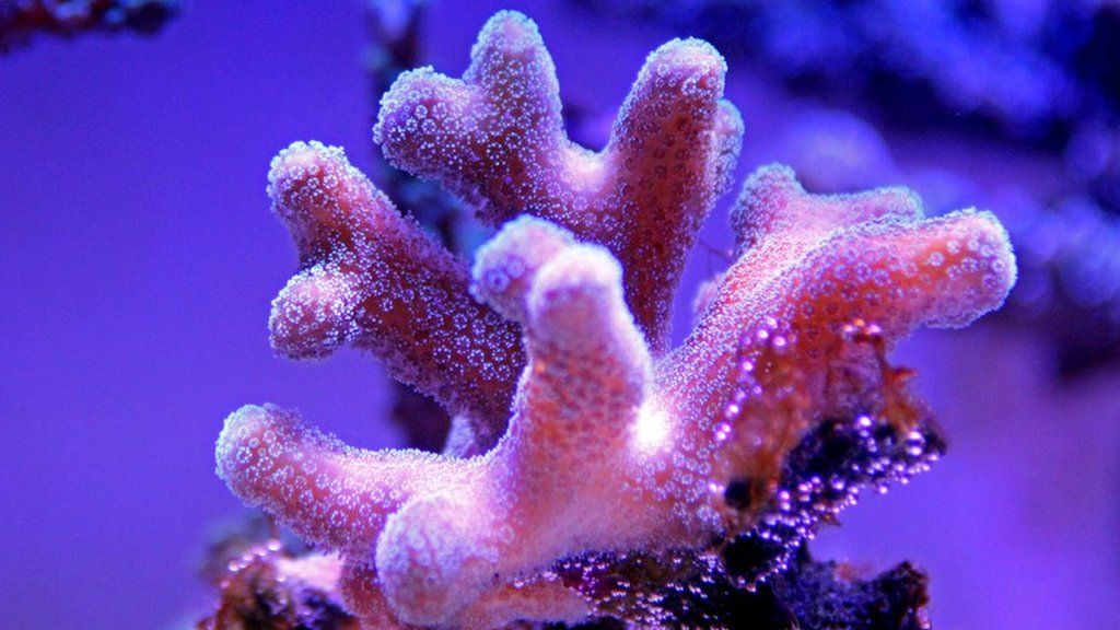 Coral Bleaching: What is it, how does it happen and how bad is it ...