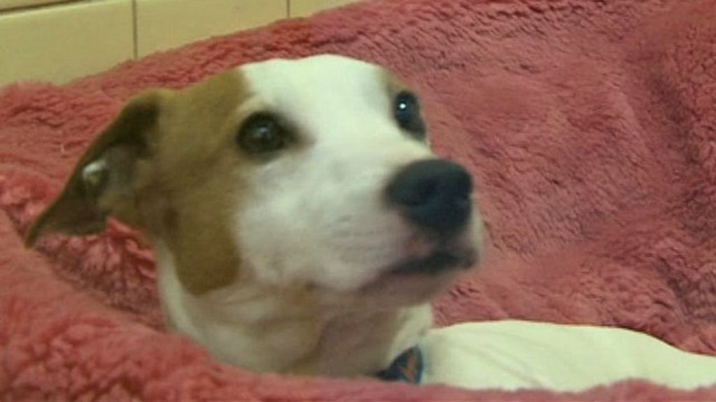 Dogs Trust reveals shocking reasons for unwanted dogs - BBC Newsround